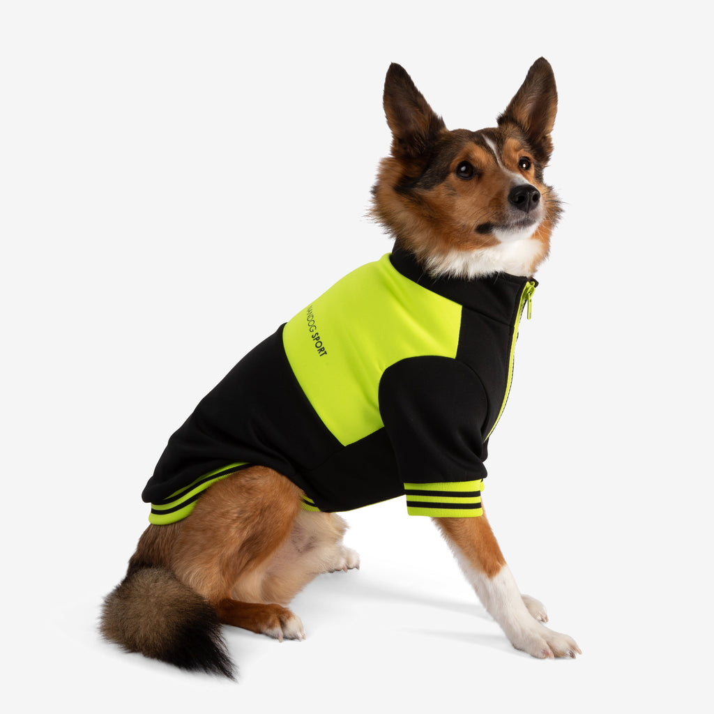 Cool and Trendy Dog Accessories - Nandog Pet Gear® – Nandog Pet Gear™